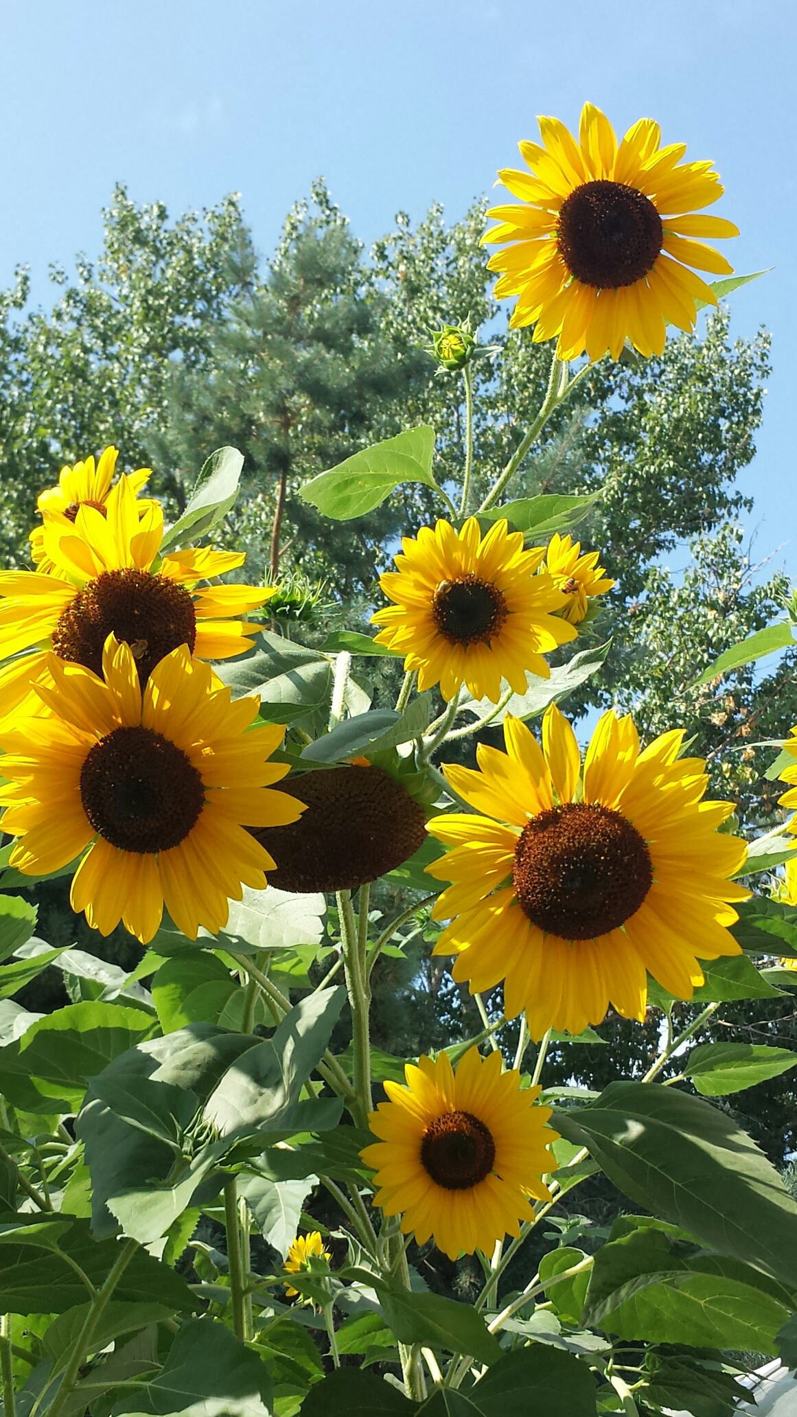 I Live Poetry – Sunflower Metaphors | Writing Wings For You